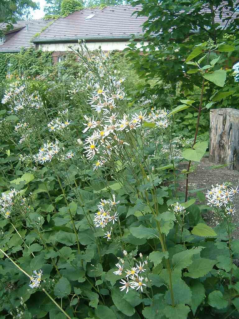 Big-leaf Aster - Aster macrophyllus - Eurybia macrophylla