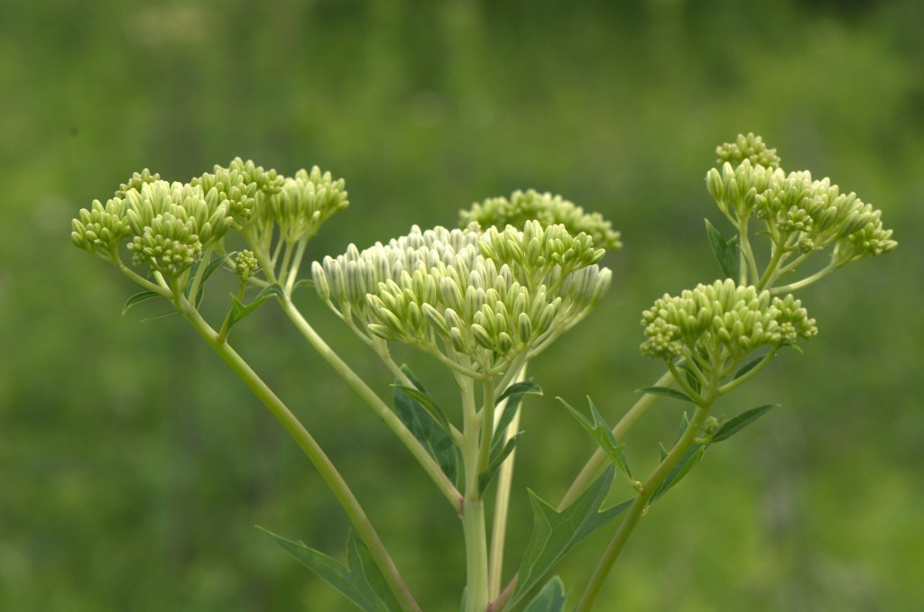 Pale Indian Plantain - Arnoglossum atriplicifolium