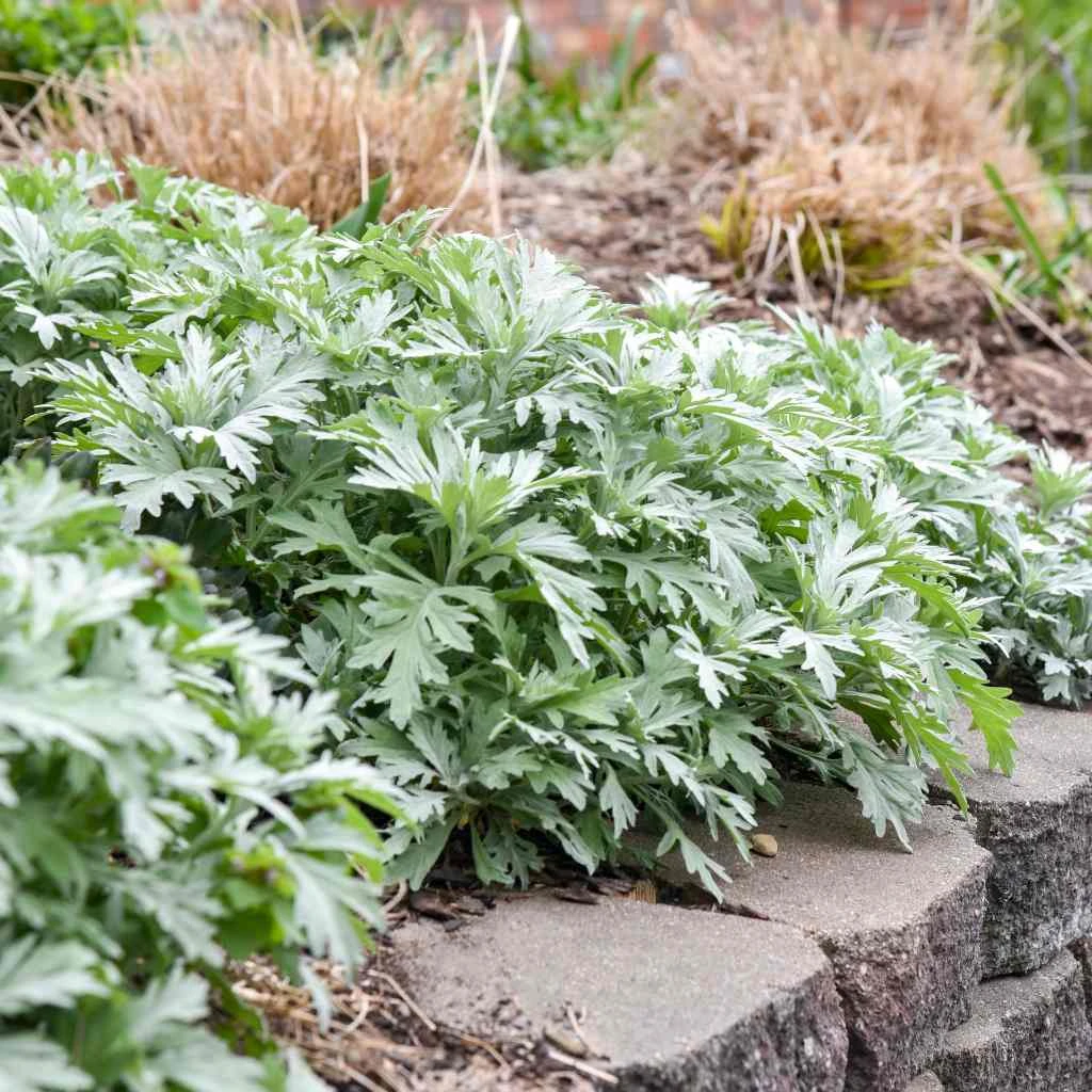 White Sagebrush 'Silver Lining' - Artemisia x 'Silver Lining ...