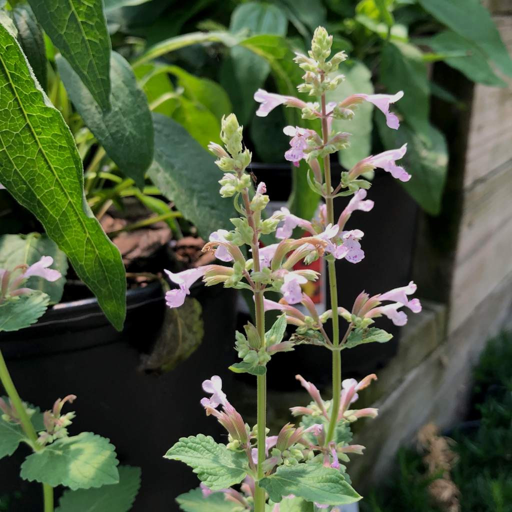 Catmint 'Pink Pixie'- Nepeta x faasenii 'Pink Pixie'