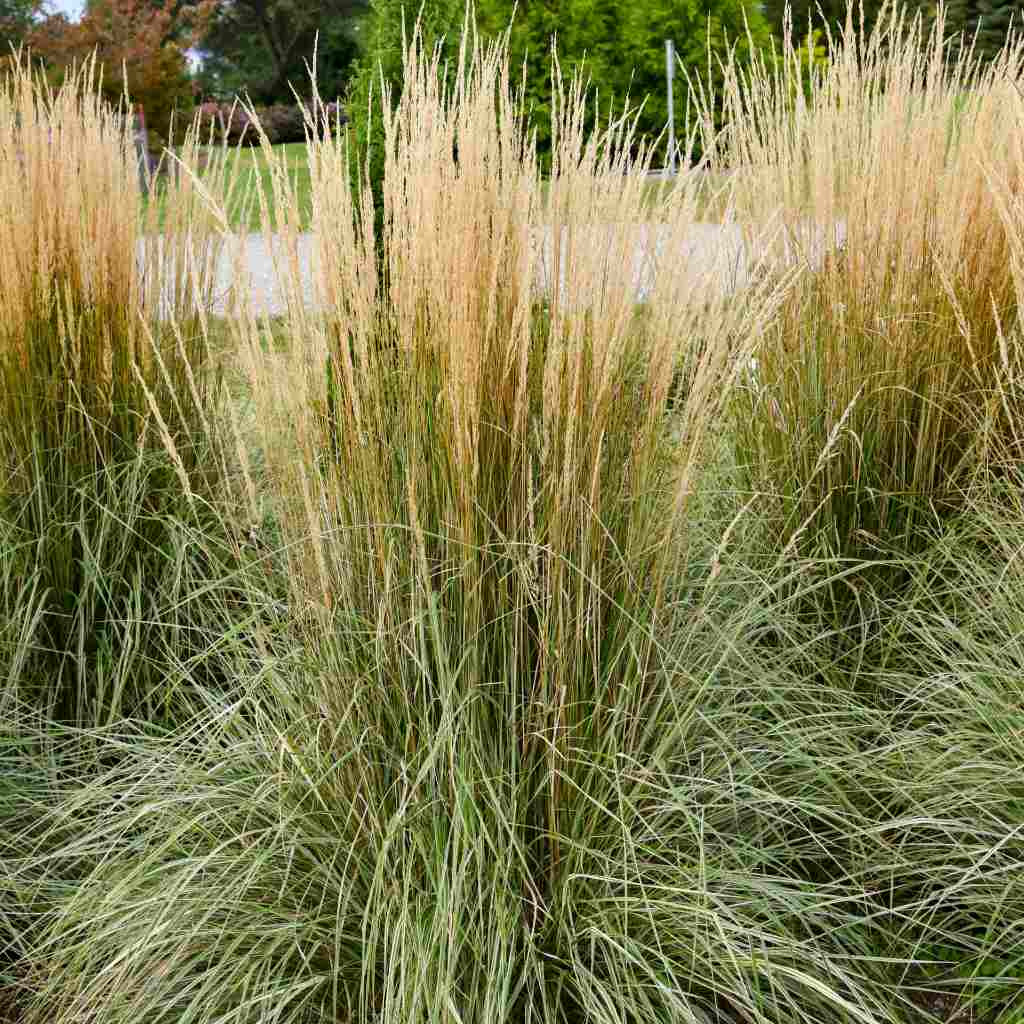Feather Reed Grass 'Hello Spring'™ - Calamagrostis x acutiflora 'Hello ...
