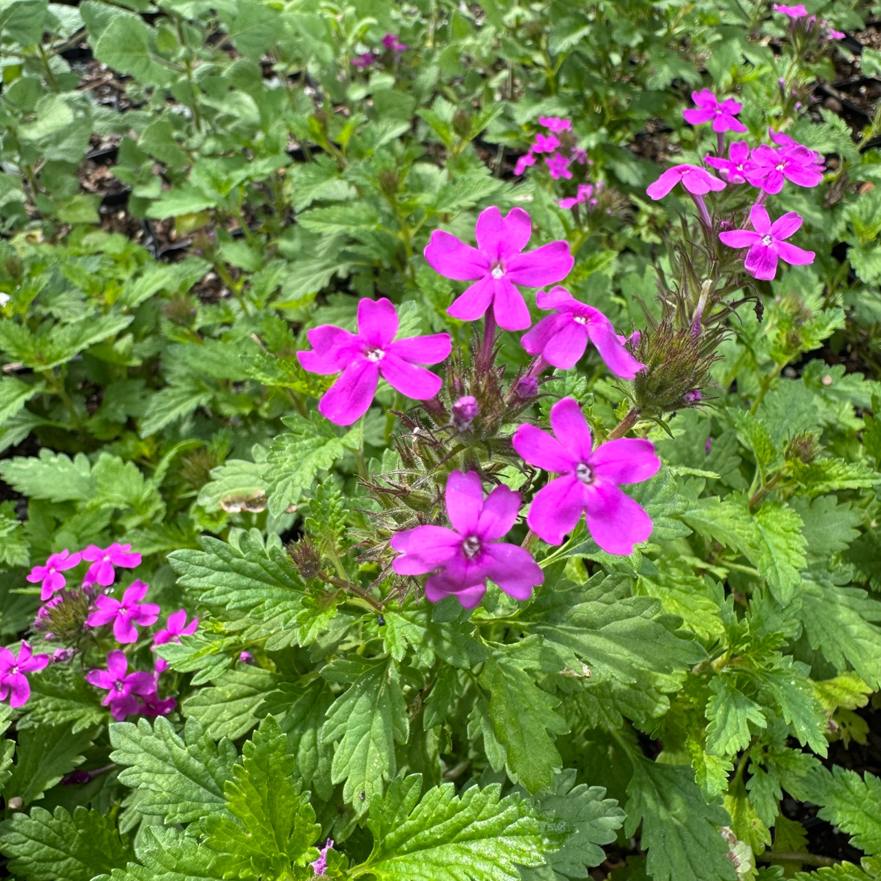 raspberry verbena
