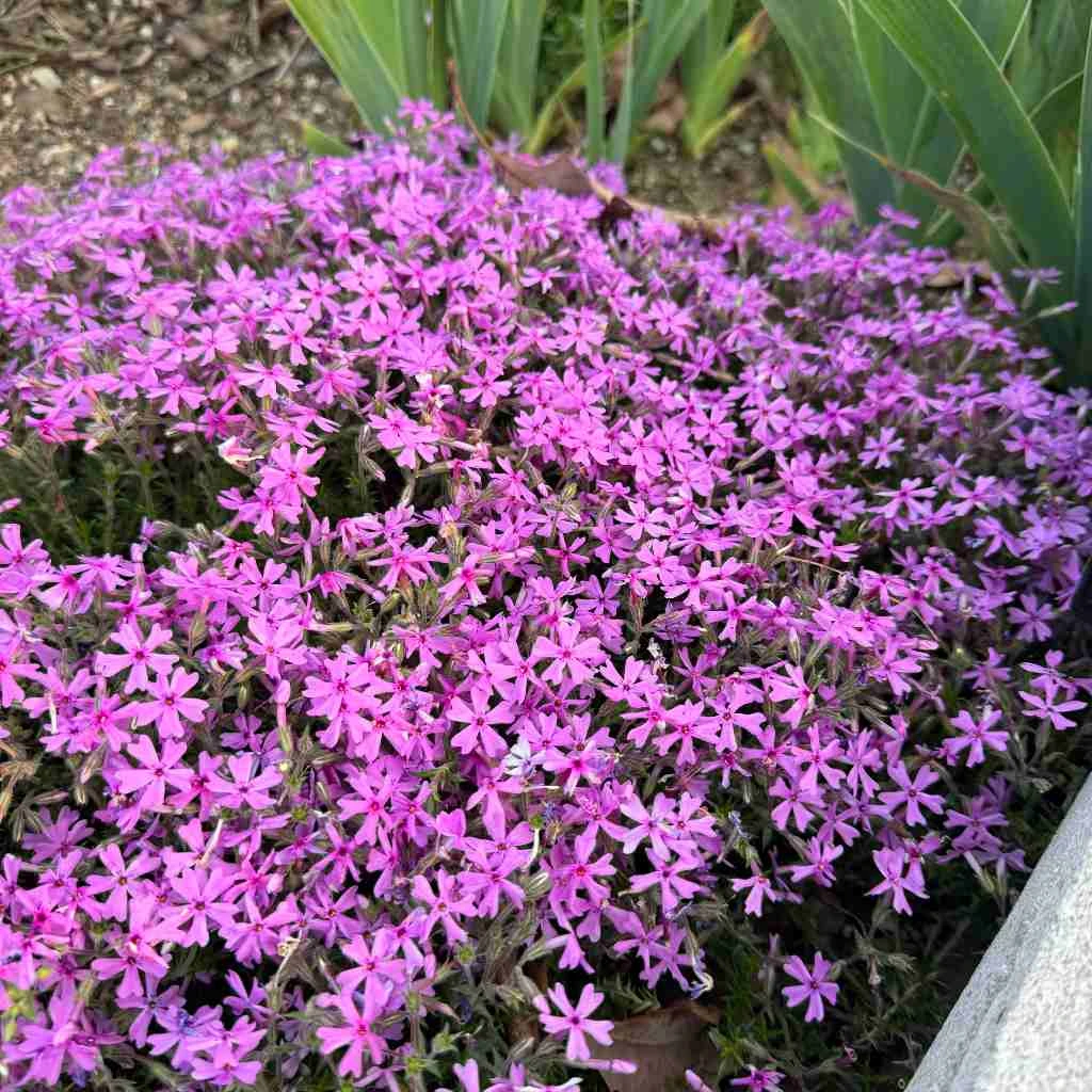 Creeping Phlox subspecies brittonii - Moss Phlox subspecies brittonii ...