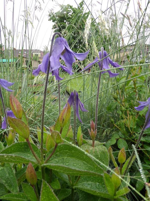 Solitary Clematis - Non-climbing clematis - Clematis integrifolia