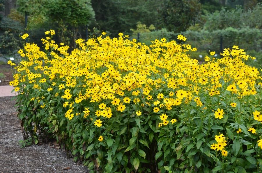Swamp tickseed 'Summer Sunshine' - Coreopsis palustris 'Summer Sunshine'