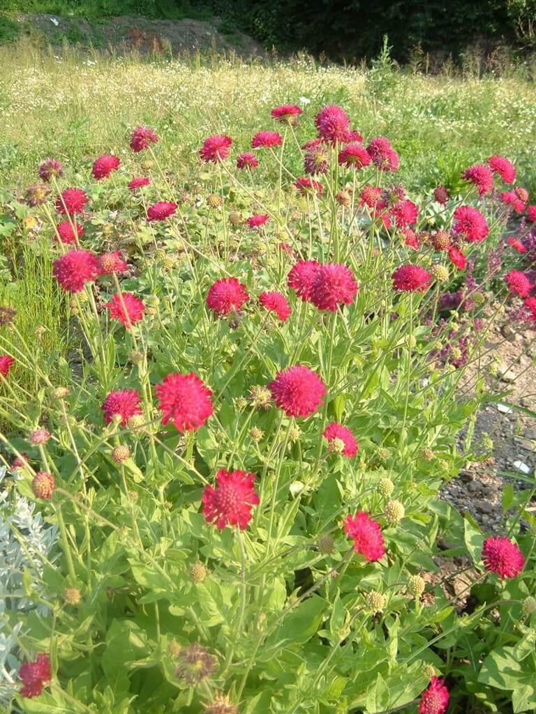 Knautia macedonica 'Mars Midget' - Dwarf Crimson Scabious