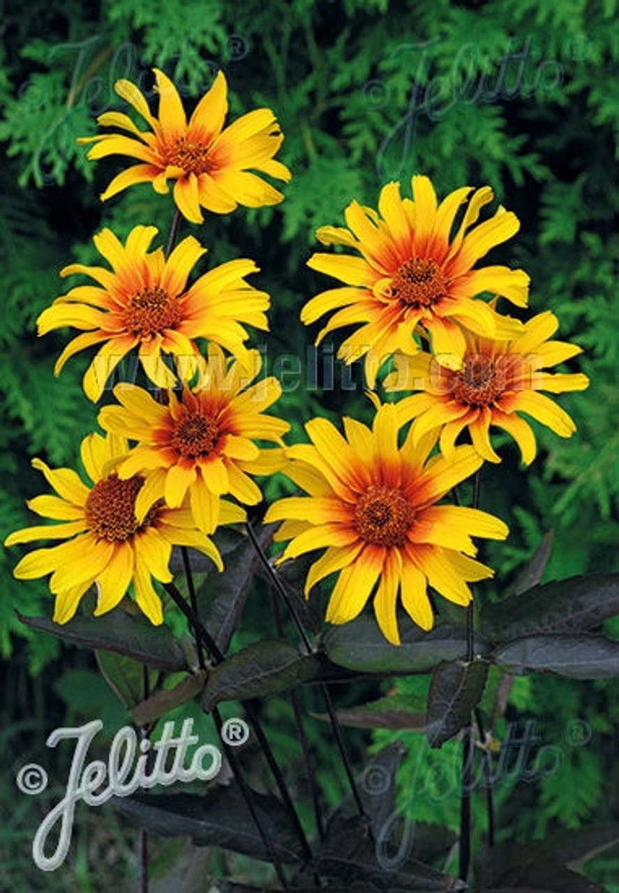 Heliopsis burning hearts store