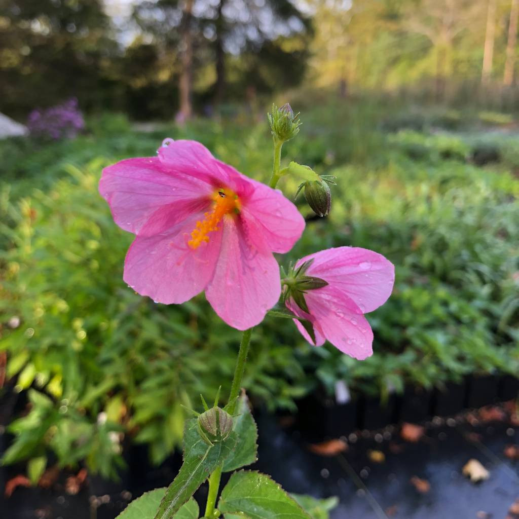 Virginia Seashore Mallow - Kosteletzkya virginica