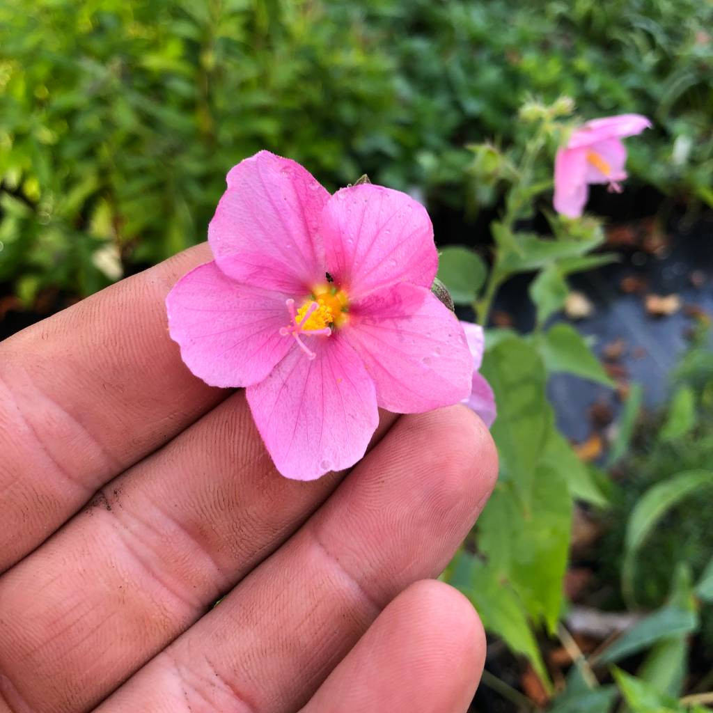 Virginia Seashore Mallow - Kosteletzkya virginica