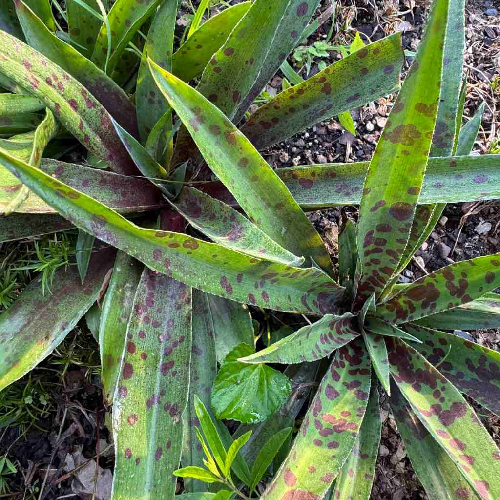 False Aloe - Eastern Agave - Manfreda virginica