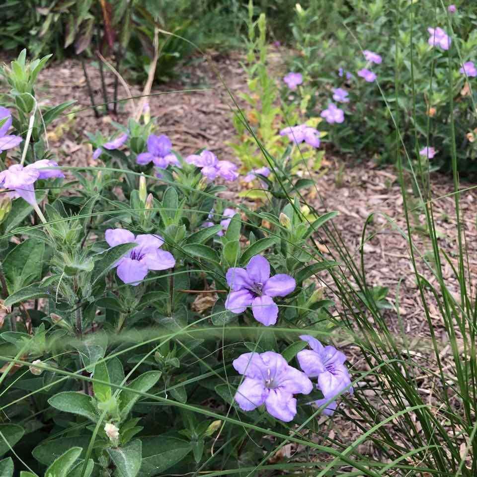 Wild Petunia - Ruellia humilis