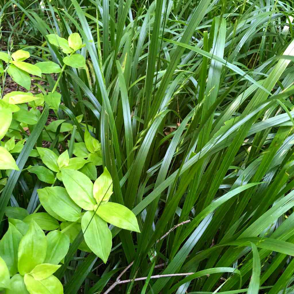 Beak Grass - Beakgrain - Diarrhena obovata