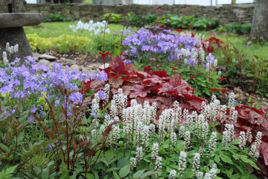 Landscaping With Perennials And Heucheras Heuchera, Also Known As