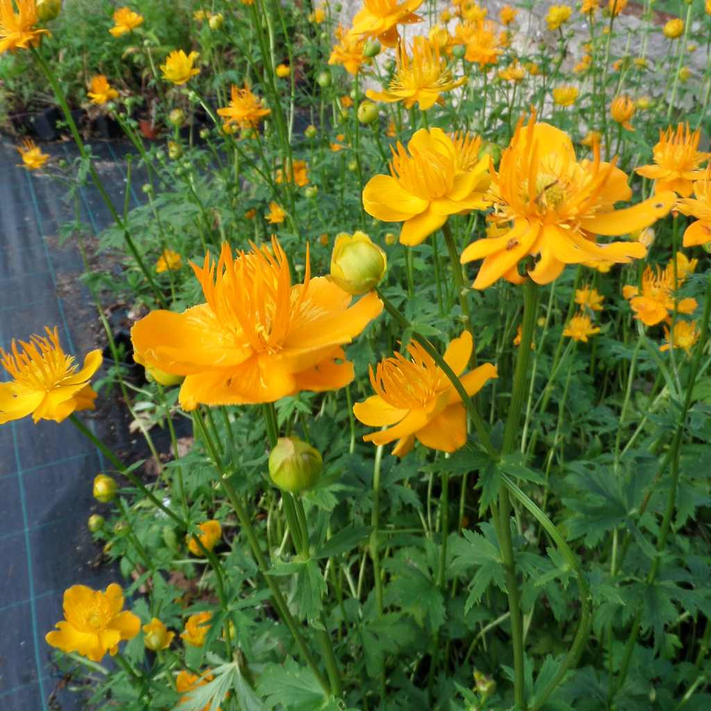 Globeflower 'Golden Queen' - Chinese Globe Flower - Trollius chinensis ...