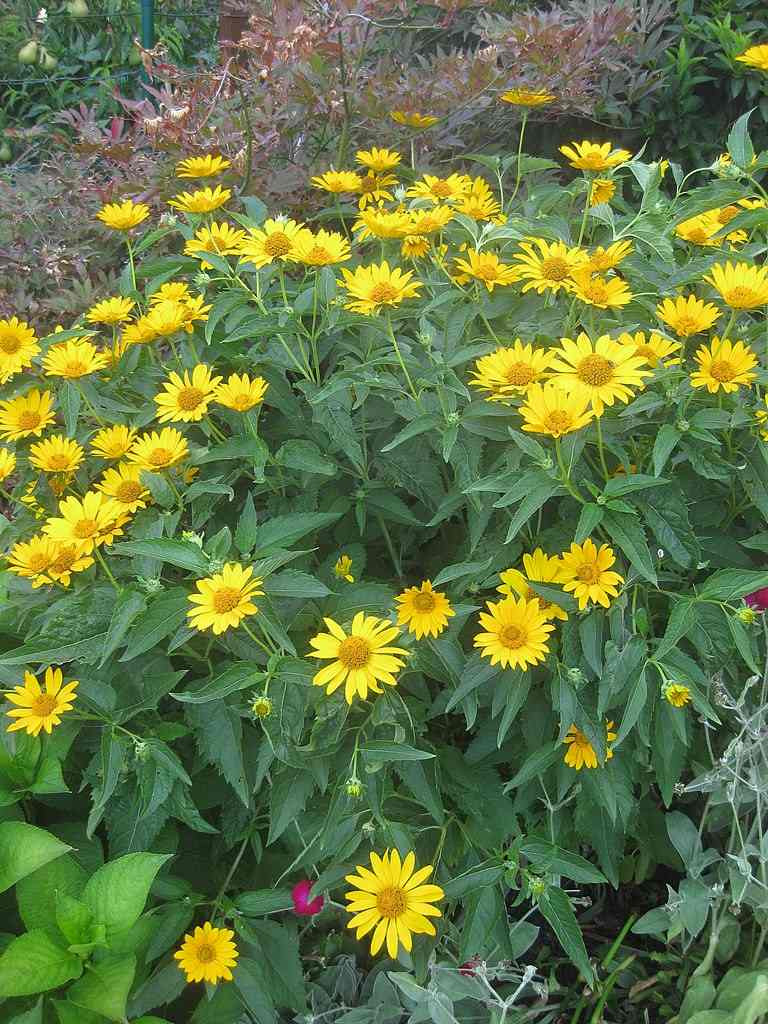 Oxe Eye - False Sunflower - Heliopsis helianthoides