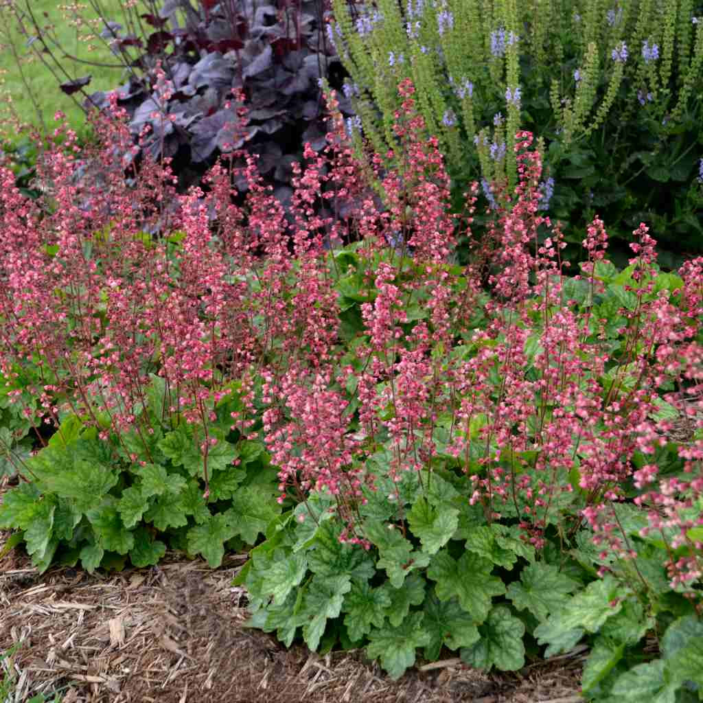 Heuchera Villosa Var Macrorrhiza