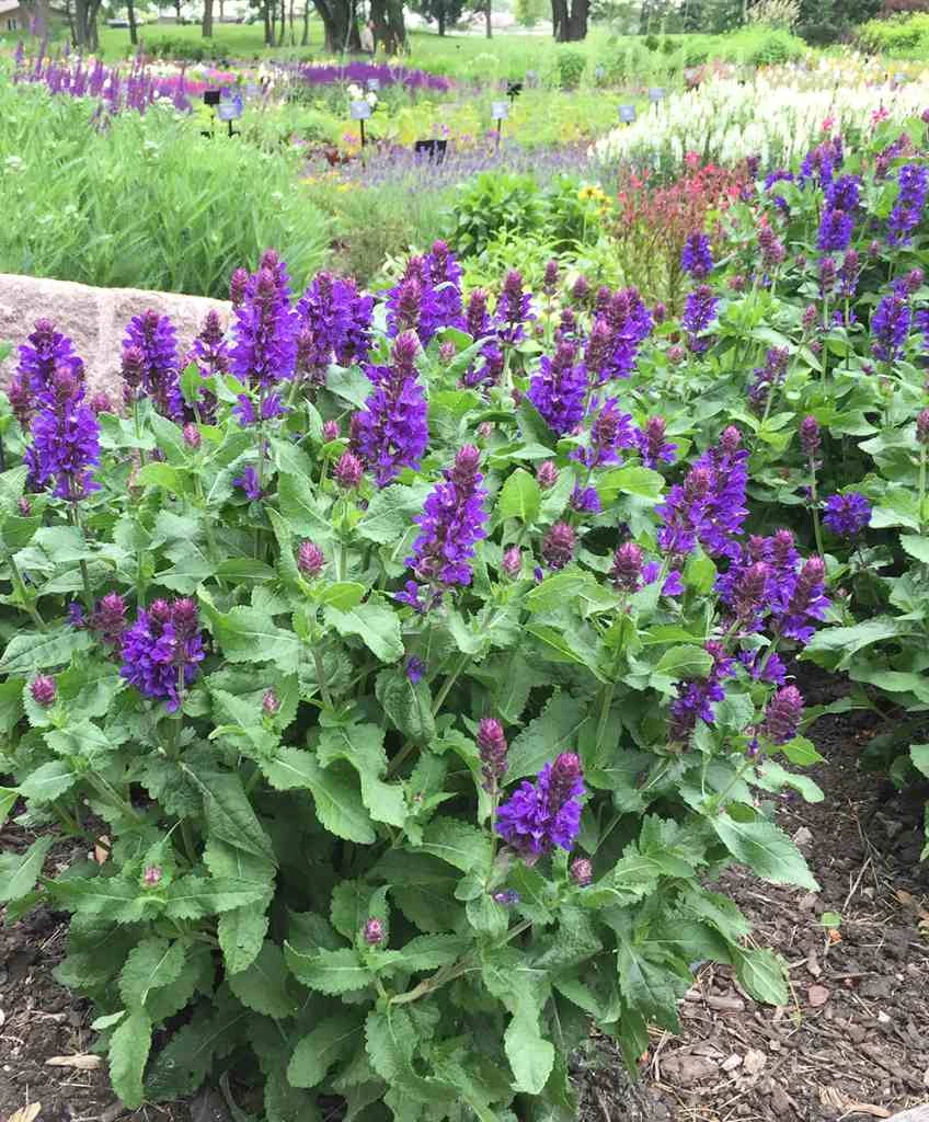 Sage 'Blue Marvel' - Salvia nemorosa 'Blue Marvel' - Salvia x ...