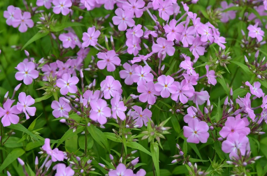 North American Native Perennials and Wildflowers