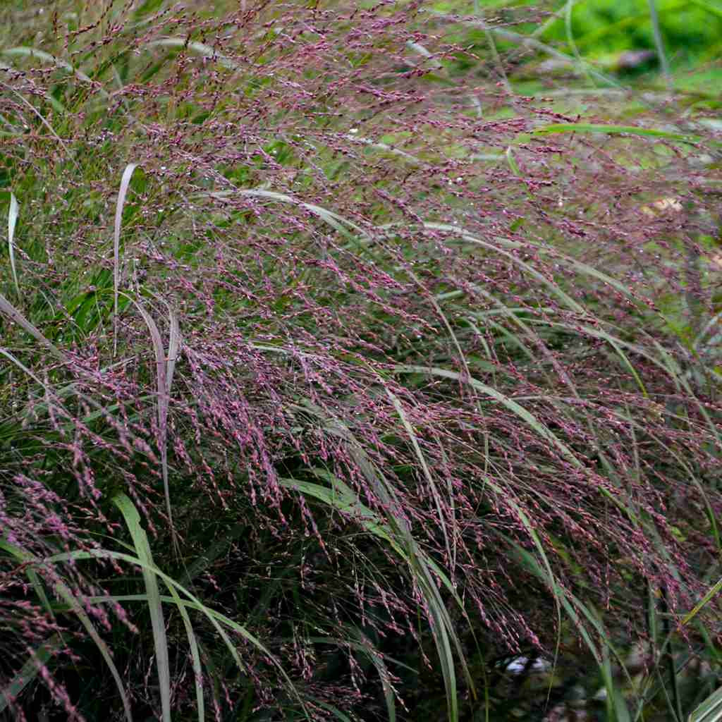 Switch Grass 'Heavy Metal' - Panicum virgatum 'Heavy Metal'