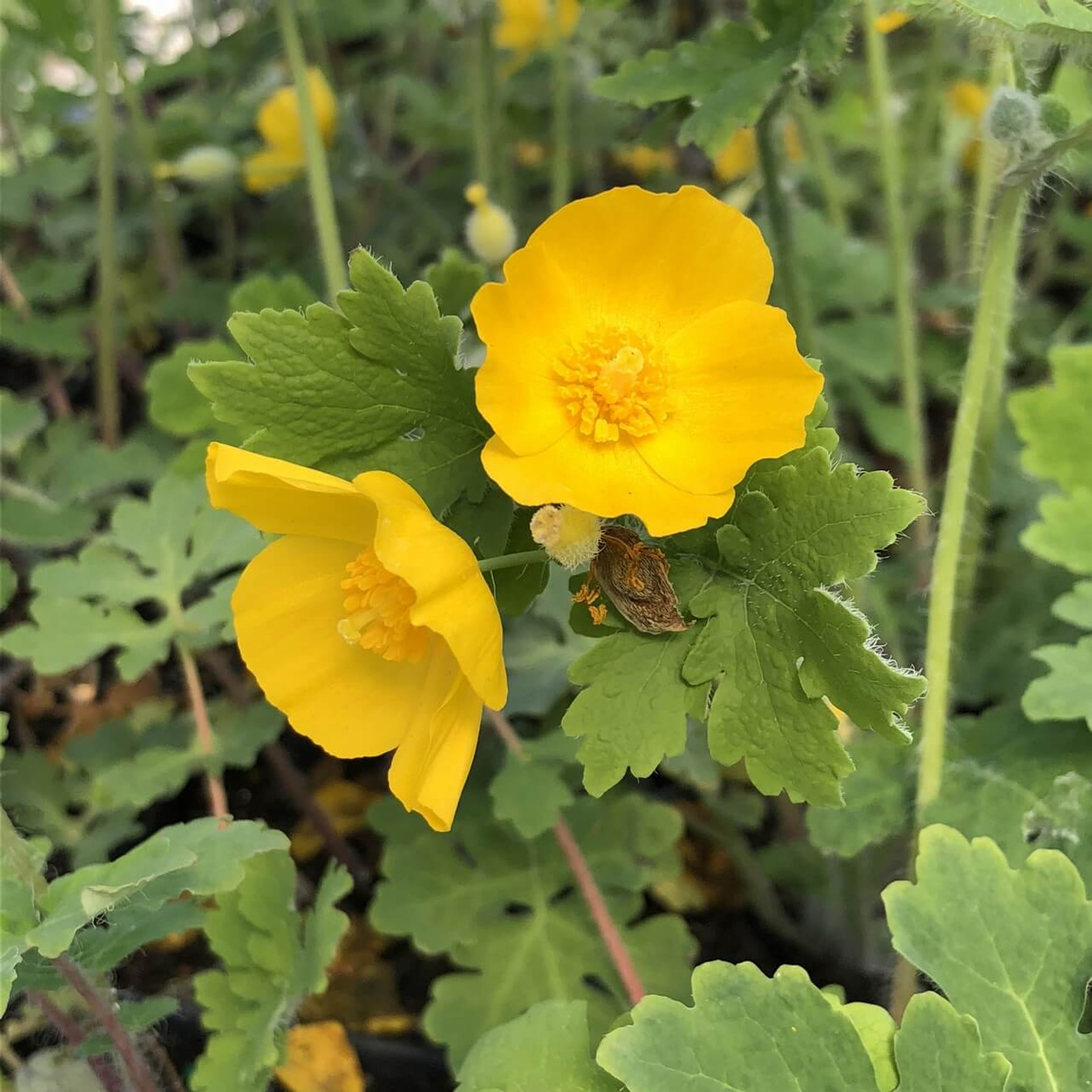 Stylophorum Diphyllum Wood Poppy Celandine Poppy