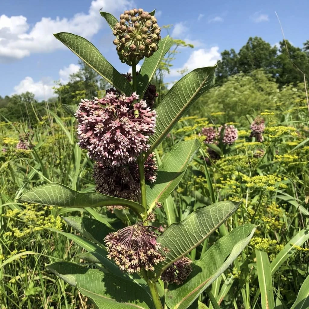 Swamp Milkweed - Asclepias incarnata