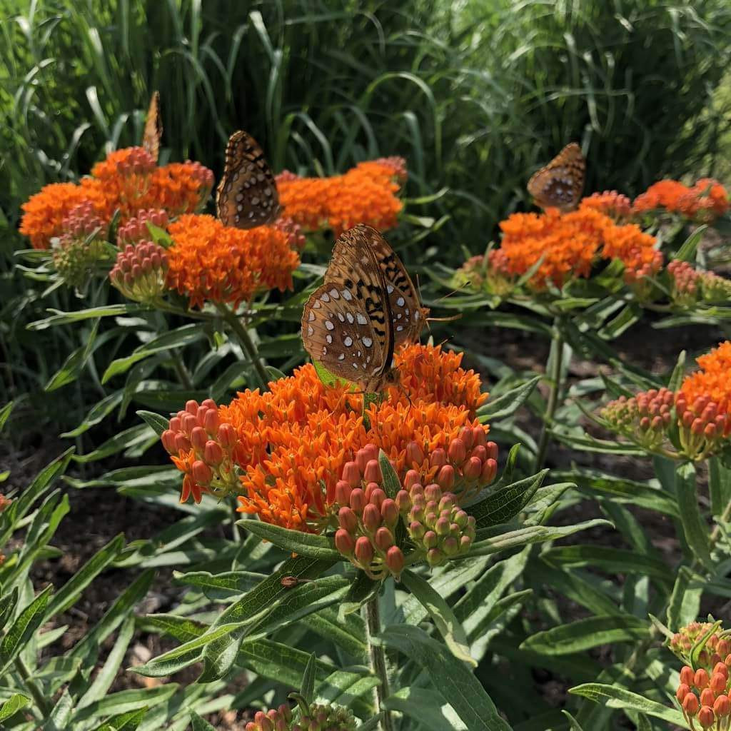 Swamp Milkweed - Asclepias incarnata
