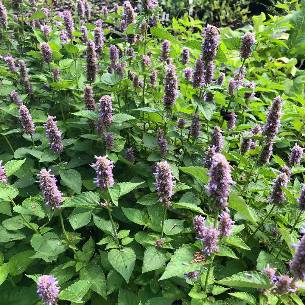 Purple Giant Hyssop - Agastache scrophulariifolia