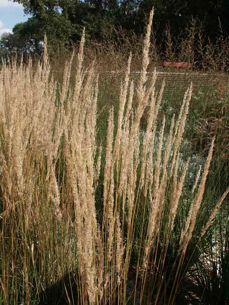 Dwarf Feather Reed Grass 'Cheju-Do' - Calamagrostis x 'Cheju-Do'