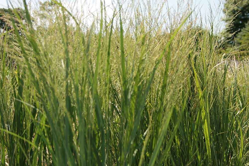 Switch Grass 'Nothwind' - Panicum virgatum 'Northwind'