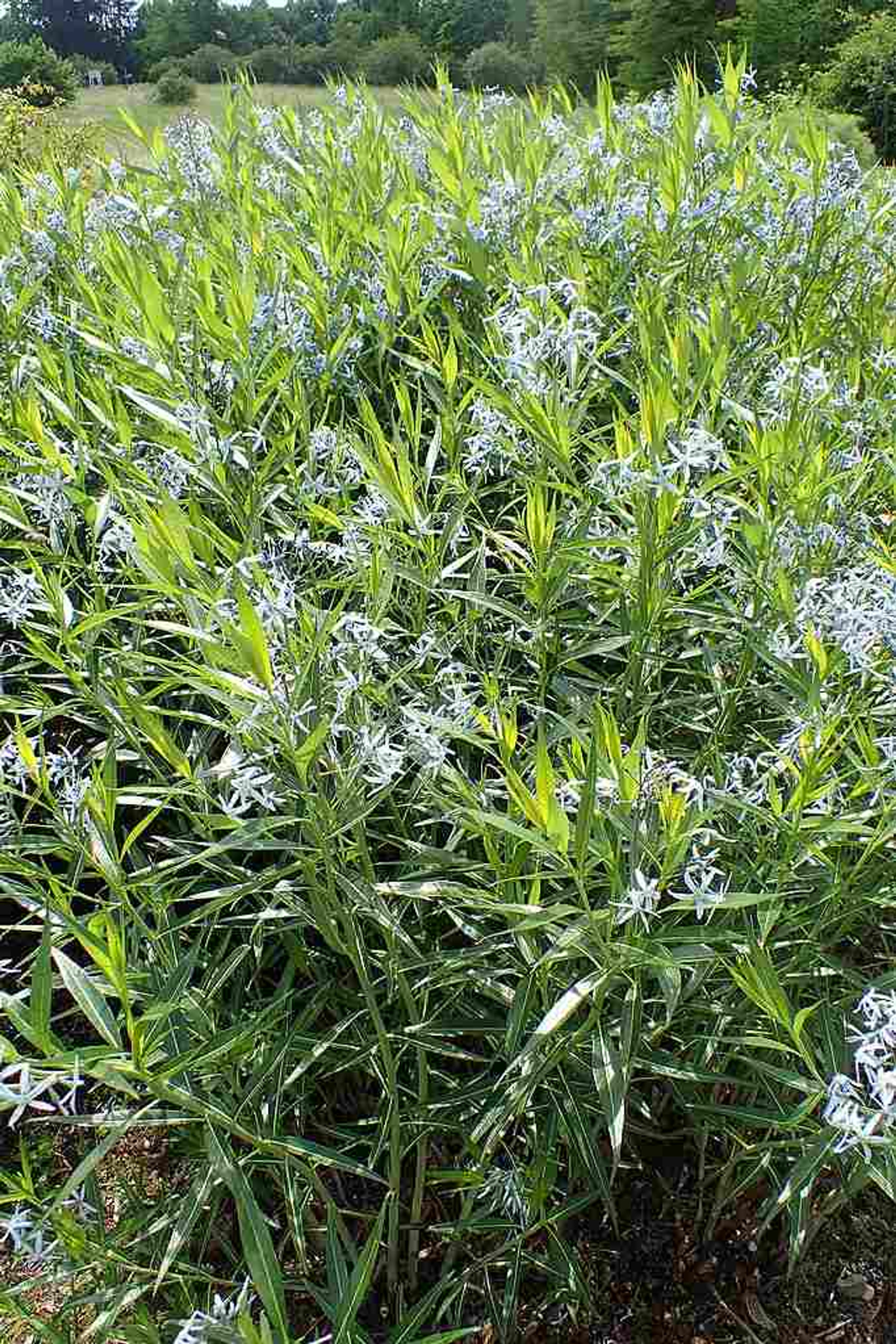 Bluestar 'String Theory' - Amsonia hubrichtii hybrid 'String Theory ...