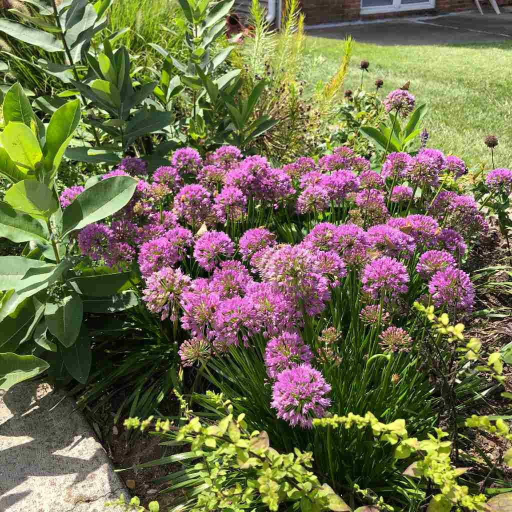 Ornamental Onion 'Millenium' - Allium 'Millenium'