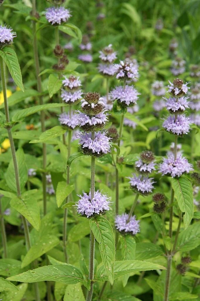 Native plants of Indiana