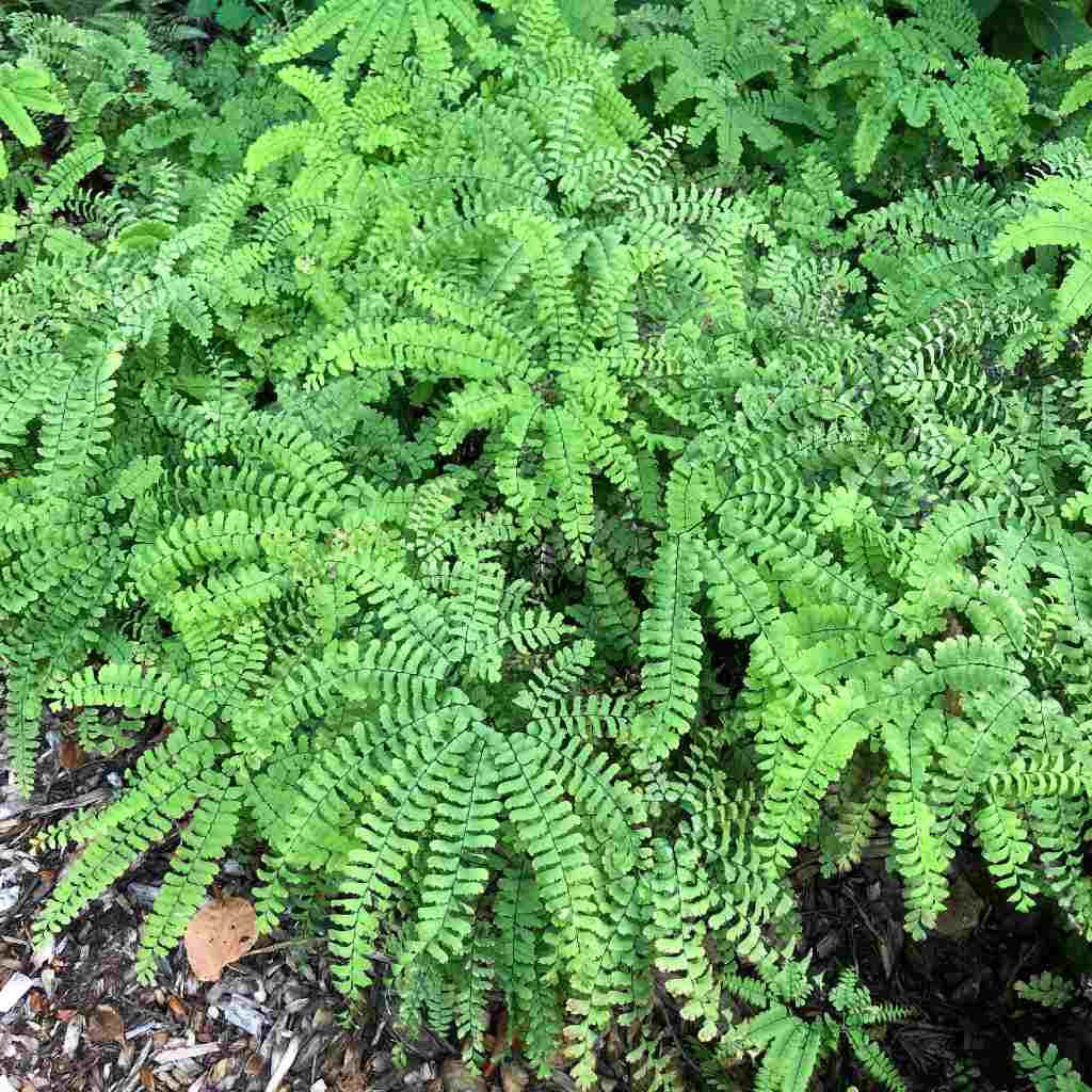 North American hardy native ferns