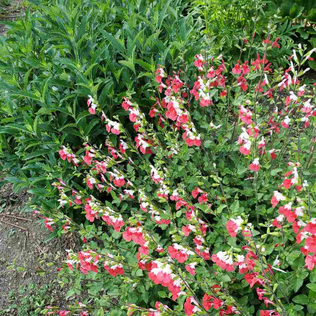 Sage 'Hot Lips' - Graham Sage 'Hot Lips' - Salvia x microphylla 'Hot Lips'