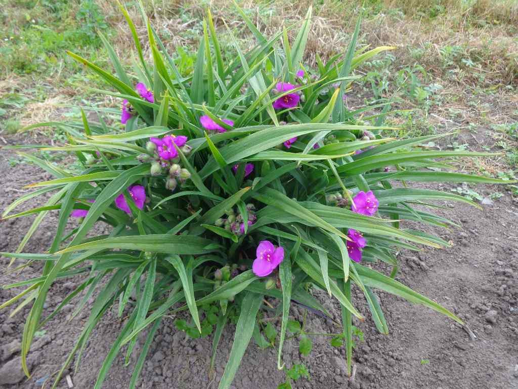 North American Native Perennials and Wildflowers
