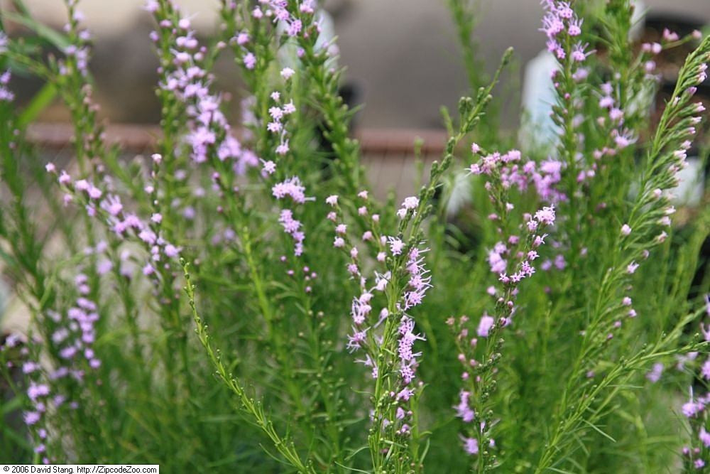 North American Native Perennials and Wildflowers
