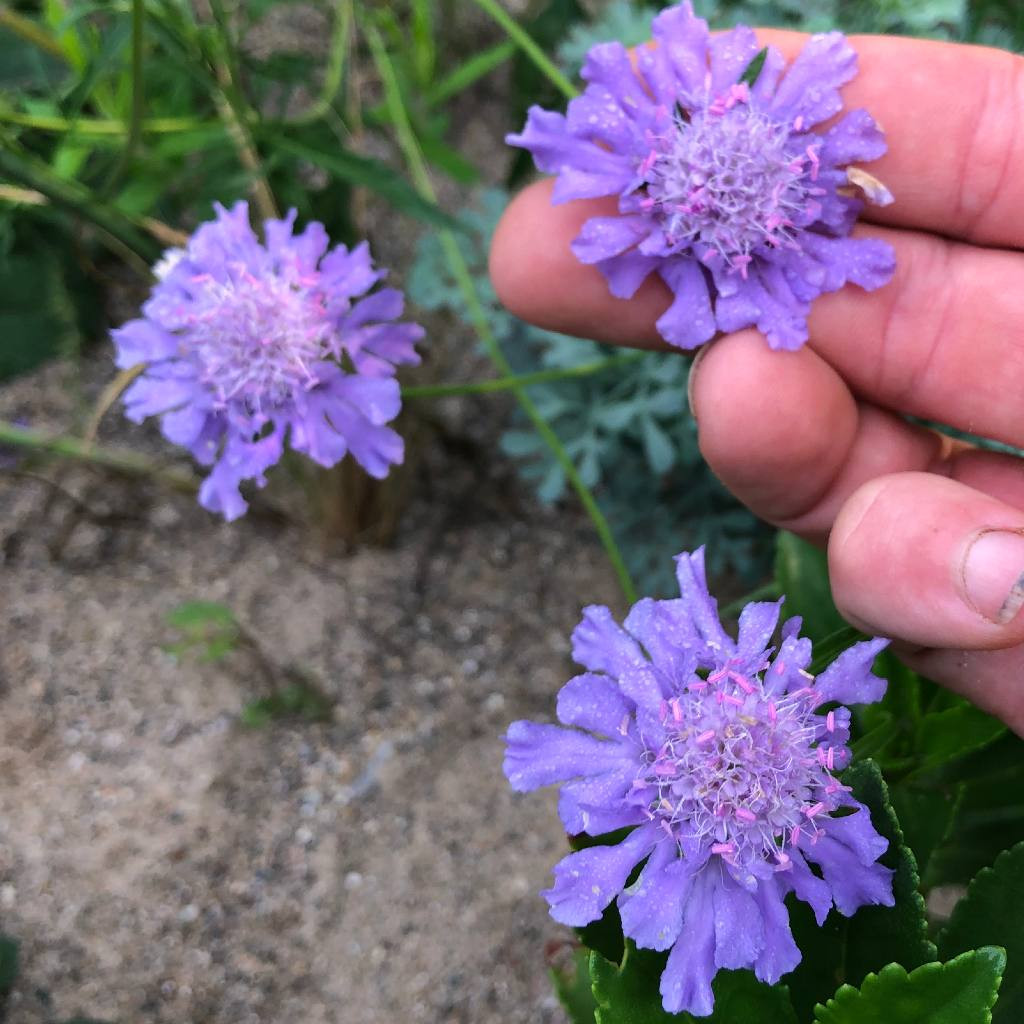 Pincushion Flower 'Blue Horizon' - Scabious 'Blue Horizon' - Scabiosa ...