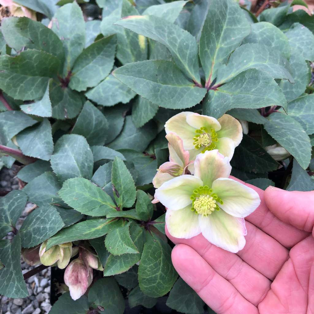 Hellebore 'Ivory Prince' - Helleborus x hybridus 'Ivory Prince ...