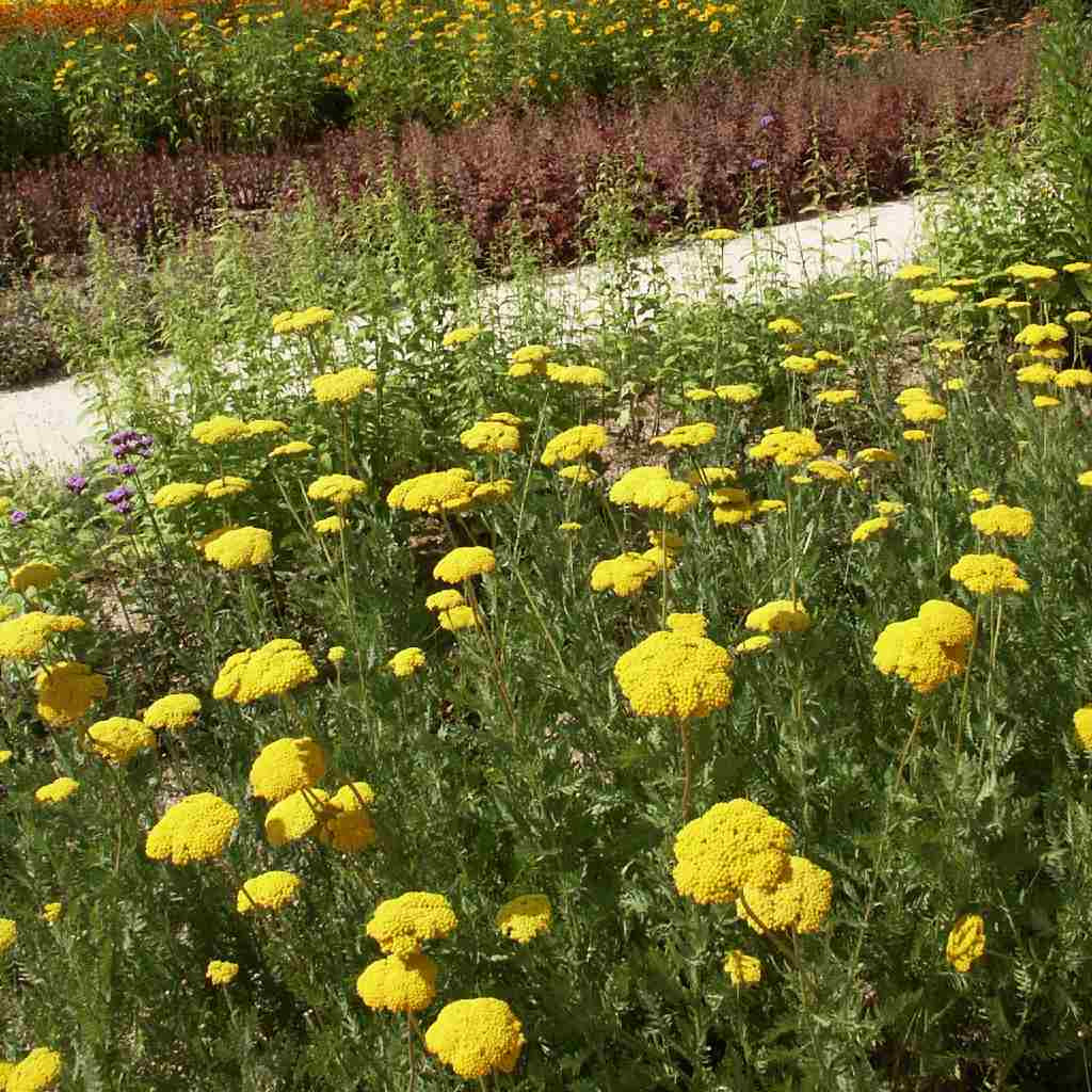 Fern-leaf Yarrow 'Cloth of Gold' - Achillea filipendulina 'Cloth of Gold'