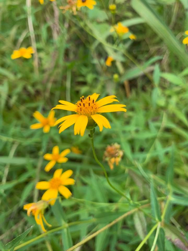 North American Native Perennials and Wildflowers