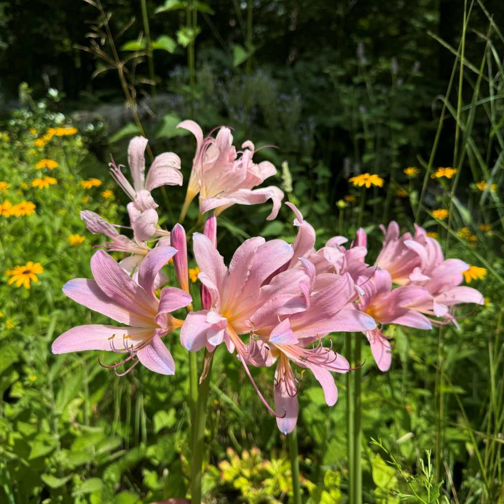 Perennials for half shade