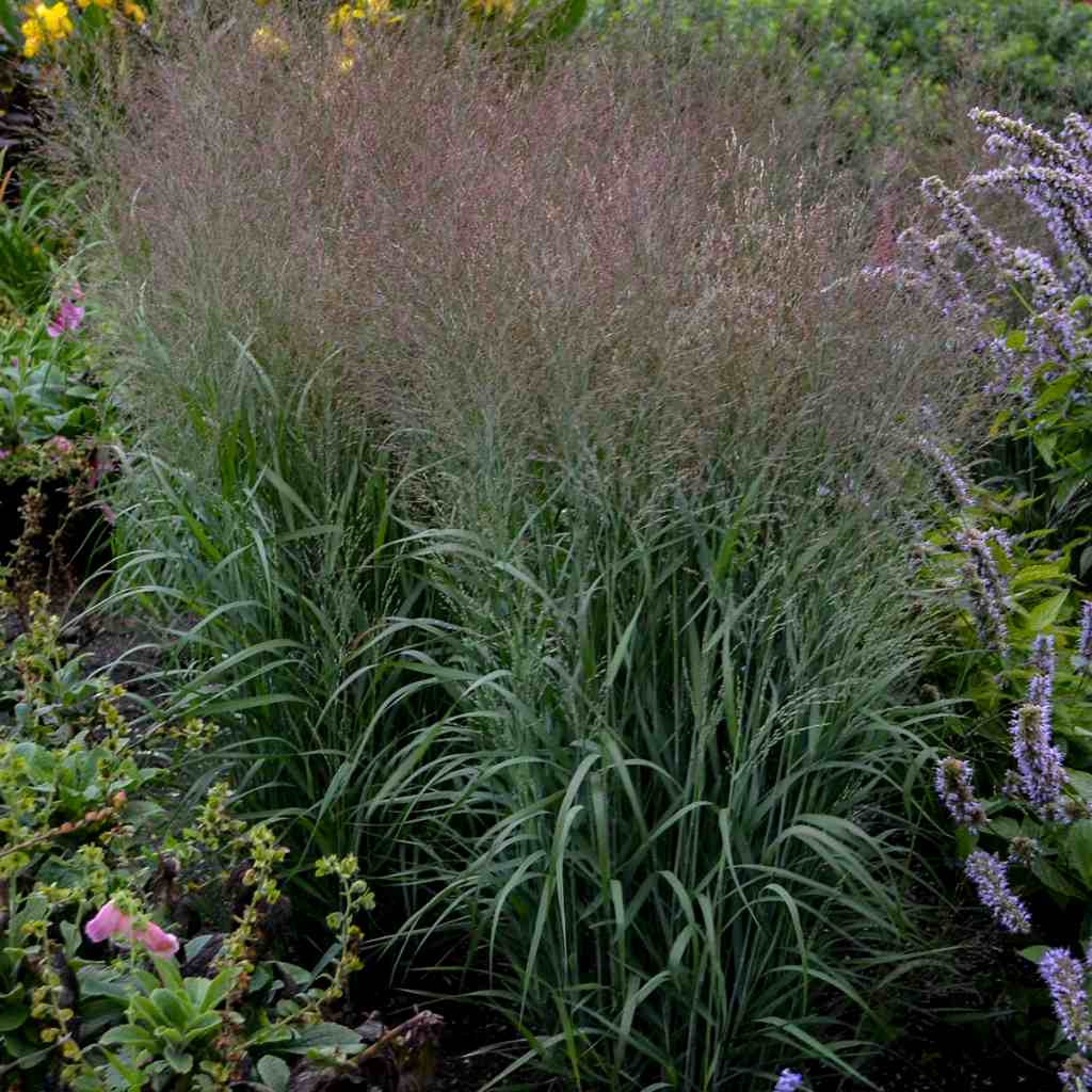 Native grasses and their cultivars