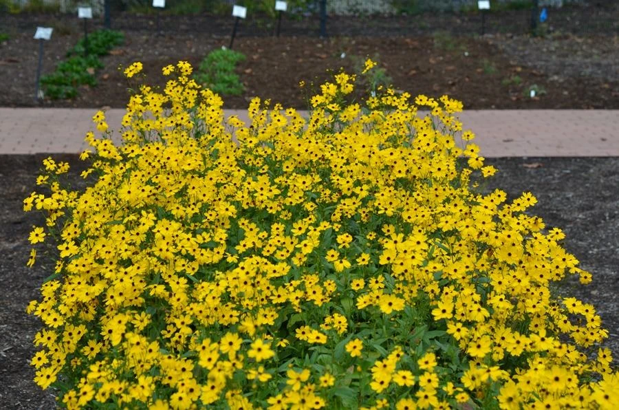 Swamp tickseed 'Summer Sunshine' - Coreopsis palustris 'Summer Sunshine'