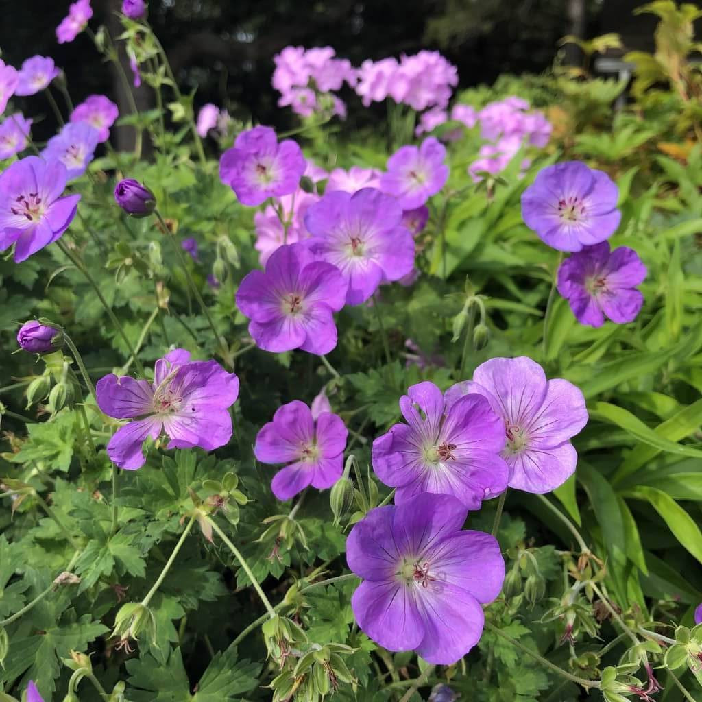 Hardy Geranium 'Azure Rush' - Geranium x 'Azure Rush'