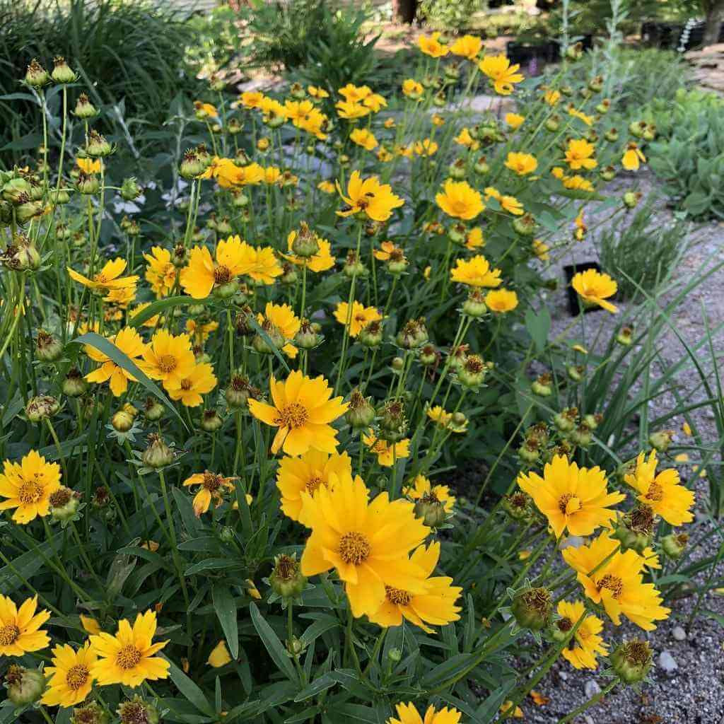 Sand Coreopsis (Lance-Leaved Tickseed) - Coreopsis lanceolata