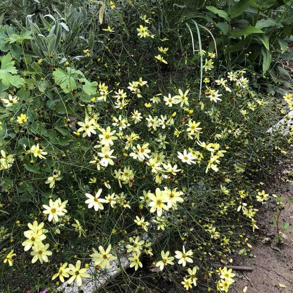 Sand Coreopsis (Lance-Leaved Tickseed) - Coreopsis lanceolata