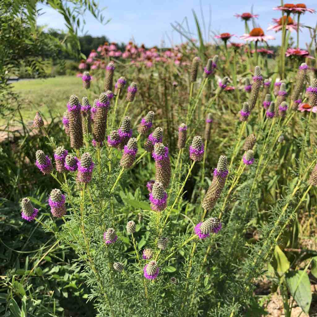 Purple Prairie Clover - Dalea purpurea