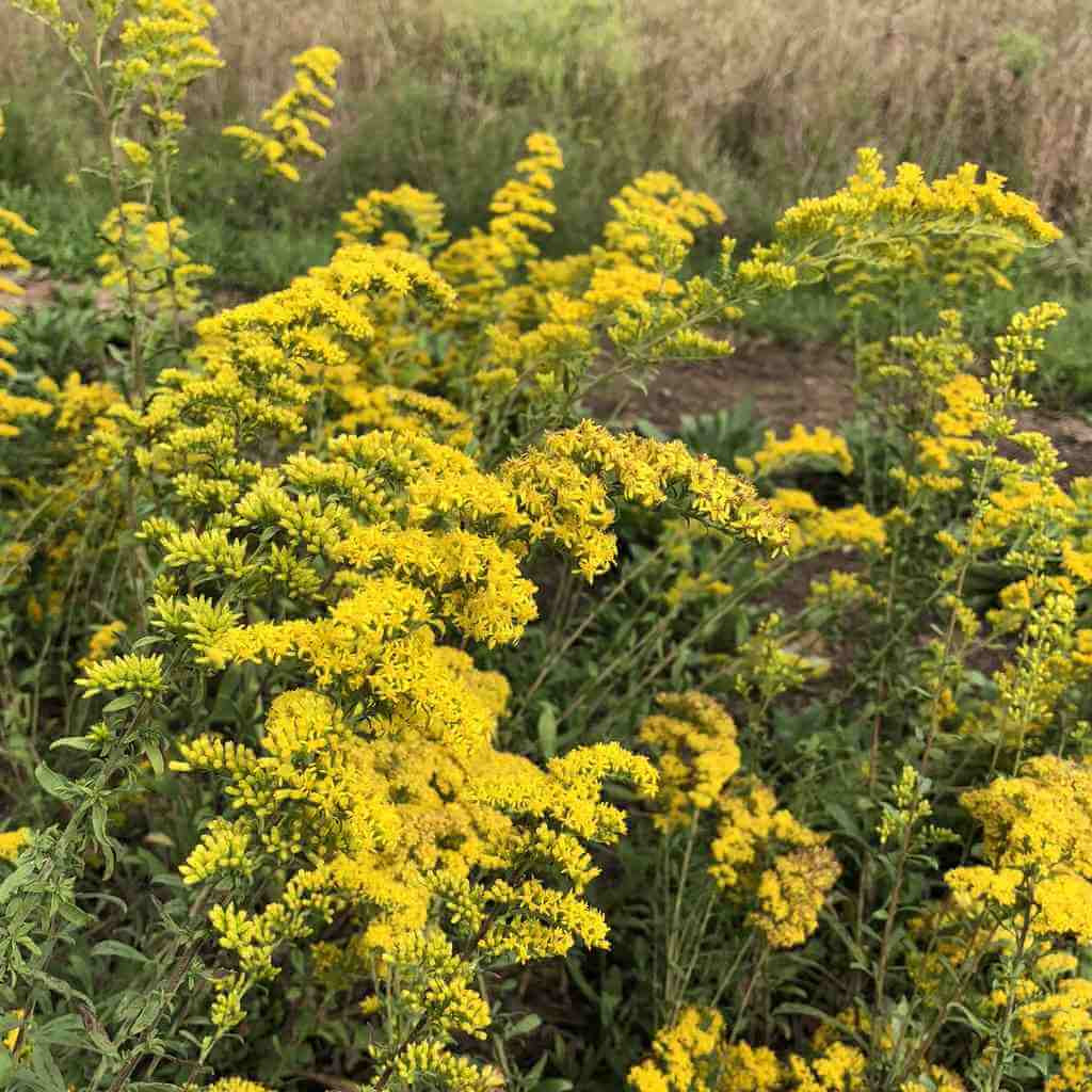 Gray Goldenrod - Field Goldenrod - Solidago nemoralis