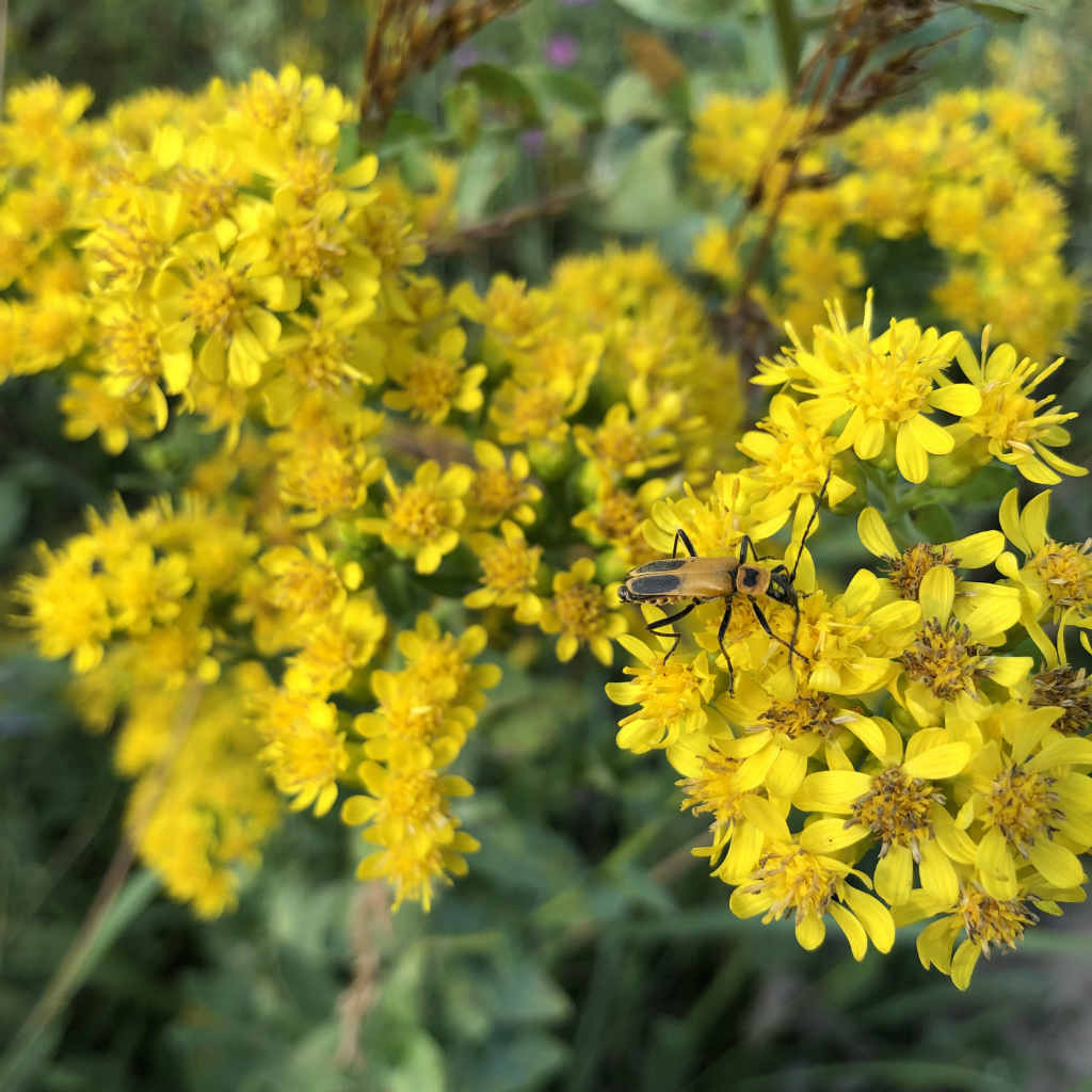 Cliff Goldenrod - Solidago drummondii