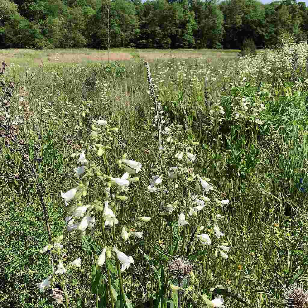 Eastern Gray Beardtongue - Penstemon canescens